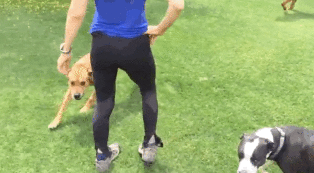 Dog Chained Up For A Decade Has The Sweetest Reaction To Being Set Free ...