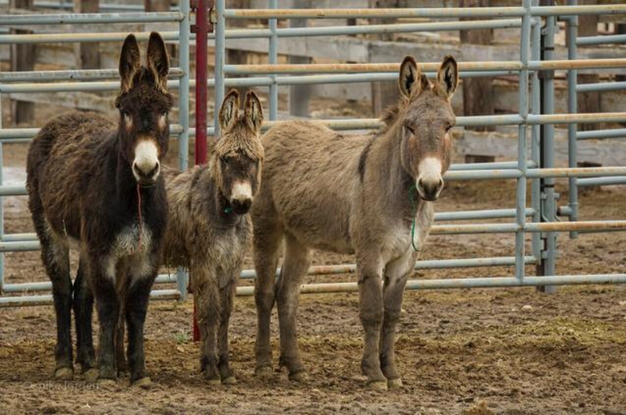 Authorities Are Rounding Up The Last Of Our Wild Burros - The Dodo