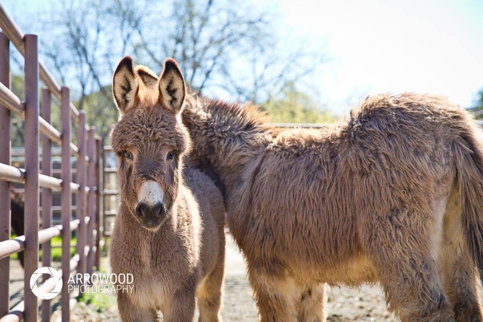 Authorities Are Rounding Up The Last Of Our Wild Burros - The Dodo