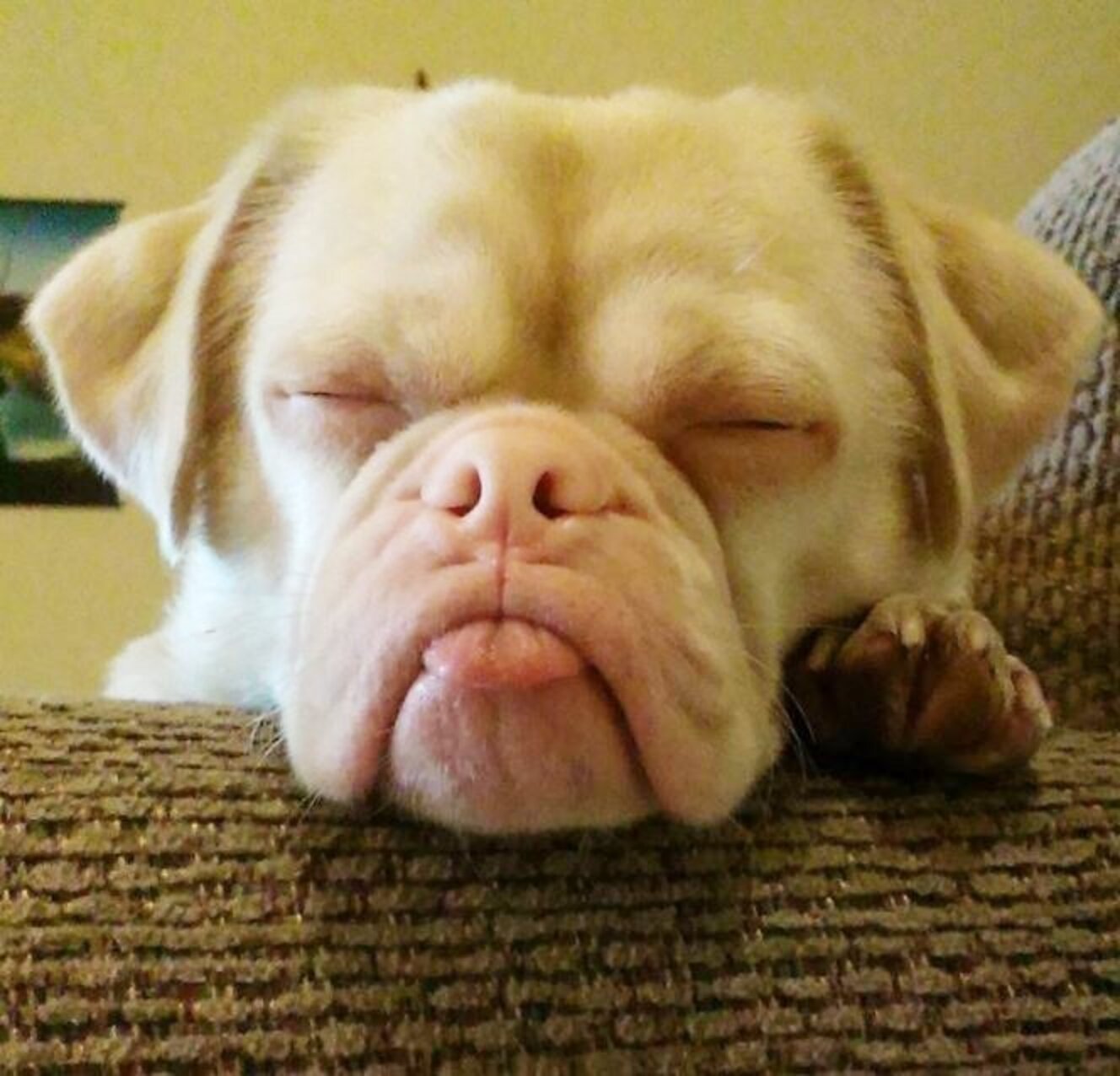 Grumpiest Pug Gets A Home And Becomes The Happiest Dog - The Dodo