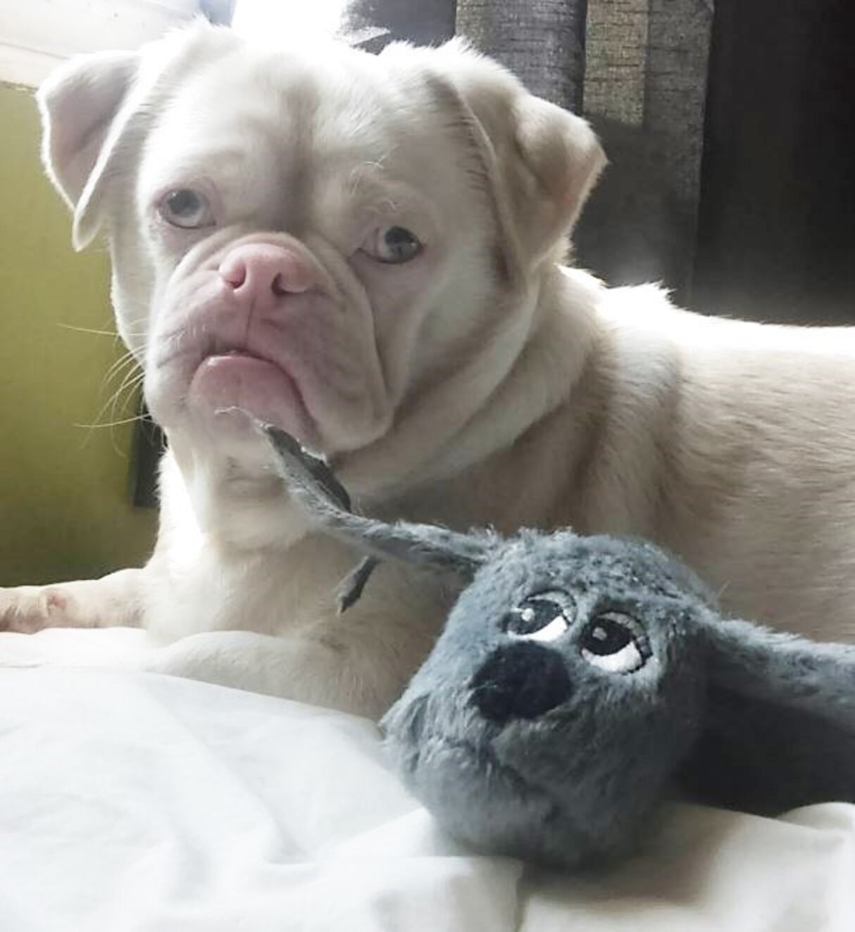 Grumpiest Pug Gets A Home And Becomes The Happiest Dog - The Dodo