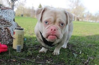 Grumpiest Pug Gets A Home And Becomes The Happiest Dog - The Dodo