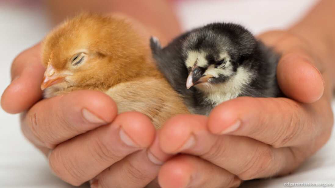 Chick With Incredible Survival Story Follows His Mom EVERYWHERE - The Dodo