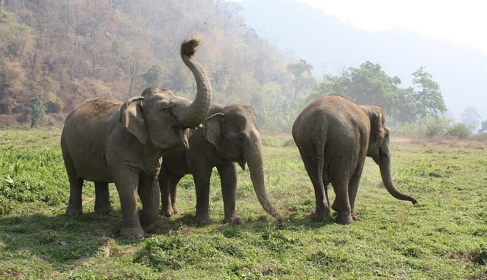 Everything You Should Know About Riding Elephants In Asia - The Dodo