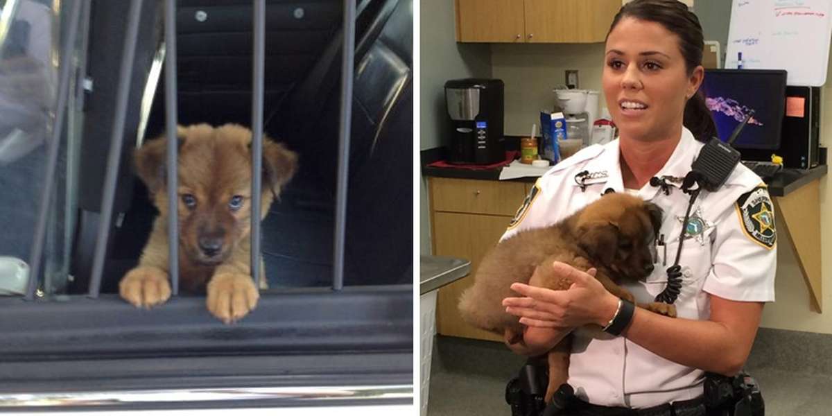 Officer Saves Kidnap Victim, Then Changes His Life Forever - The Dodo