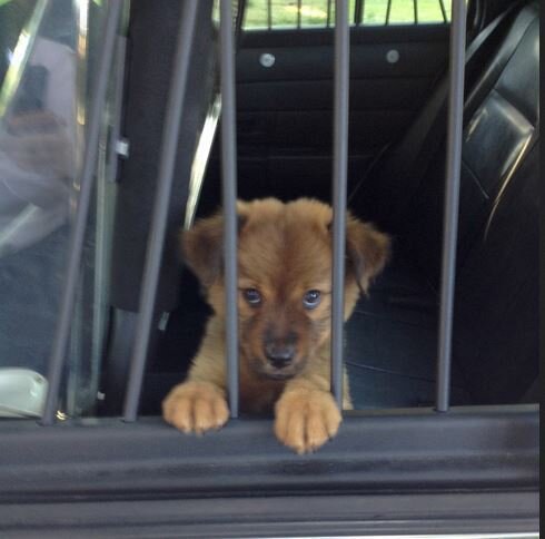 Officer Saves Kidnap Victim, Then Changes His Life Forever - The Dodo