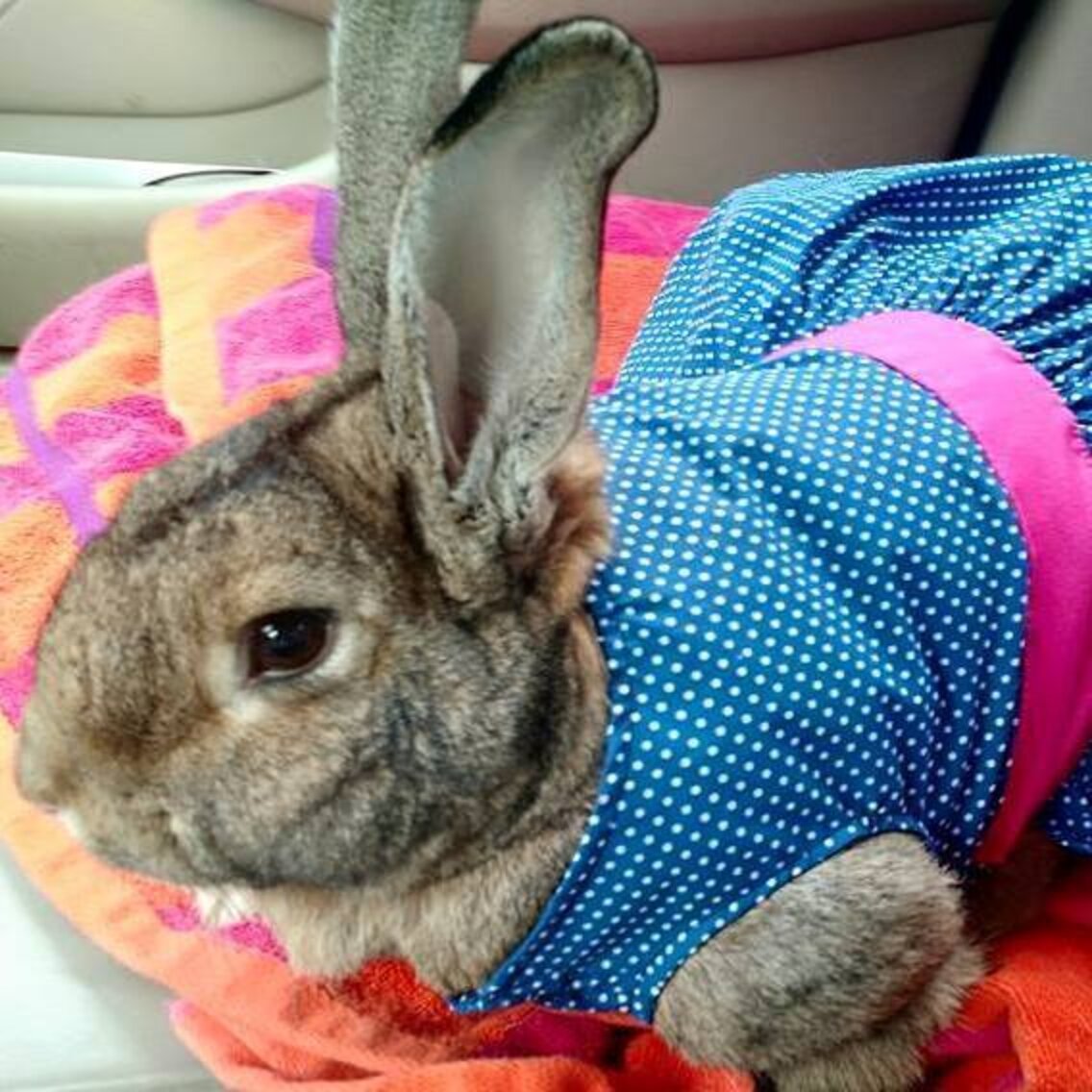 Giant Rabbits Help Kids Feel Less Alone In The World - The Dodo