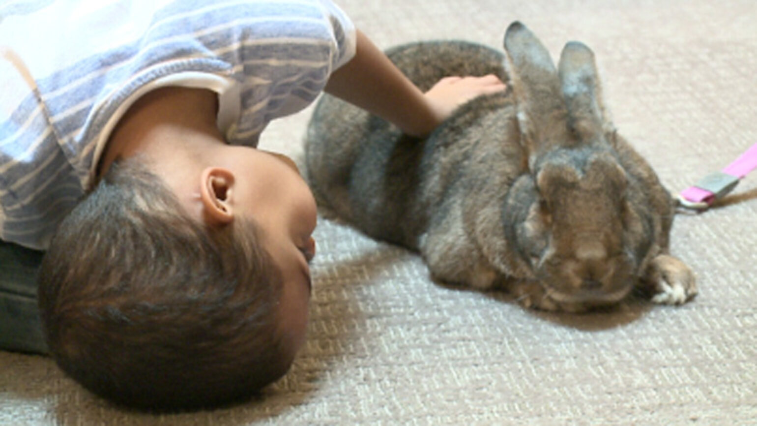 Giant Rabbits Help Kids Feel Less Alone In The World - The Dodo