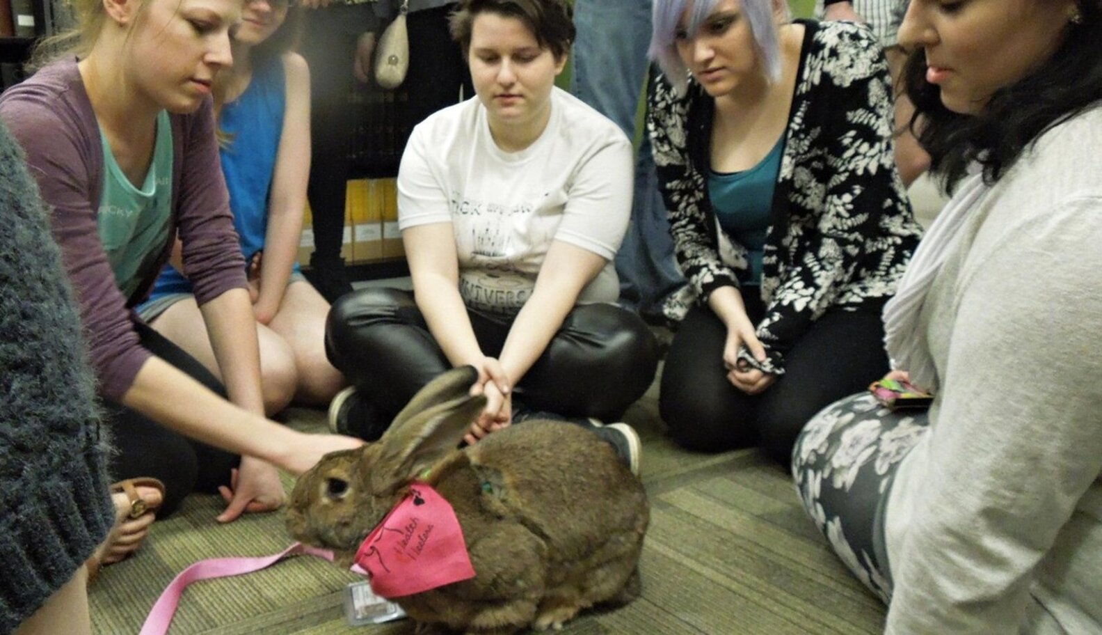 Giant Rabbits Help Kids Feel Less Alone In The World - The Dodo