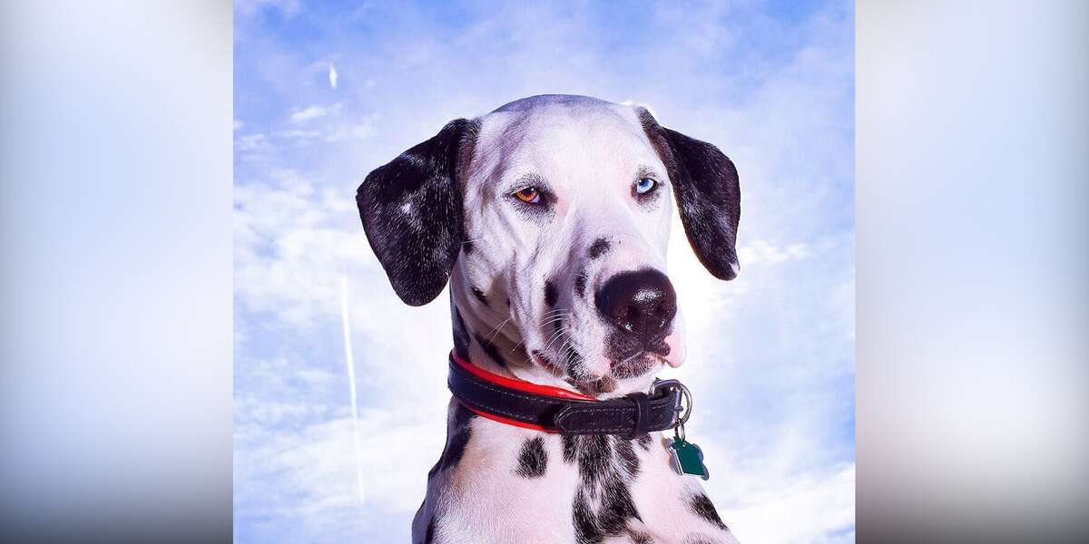 Deaf Dalmatian Who Was Almost Put Down Is A Therapy Dog Now - Videos ...