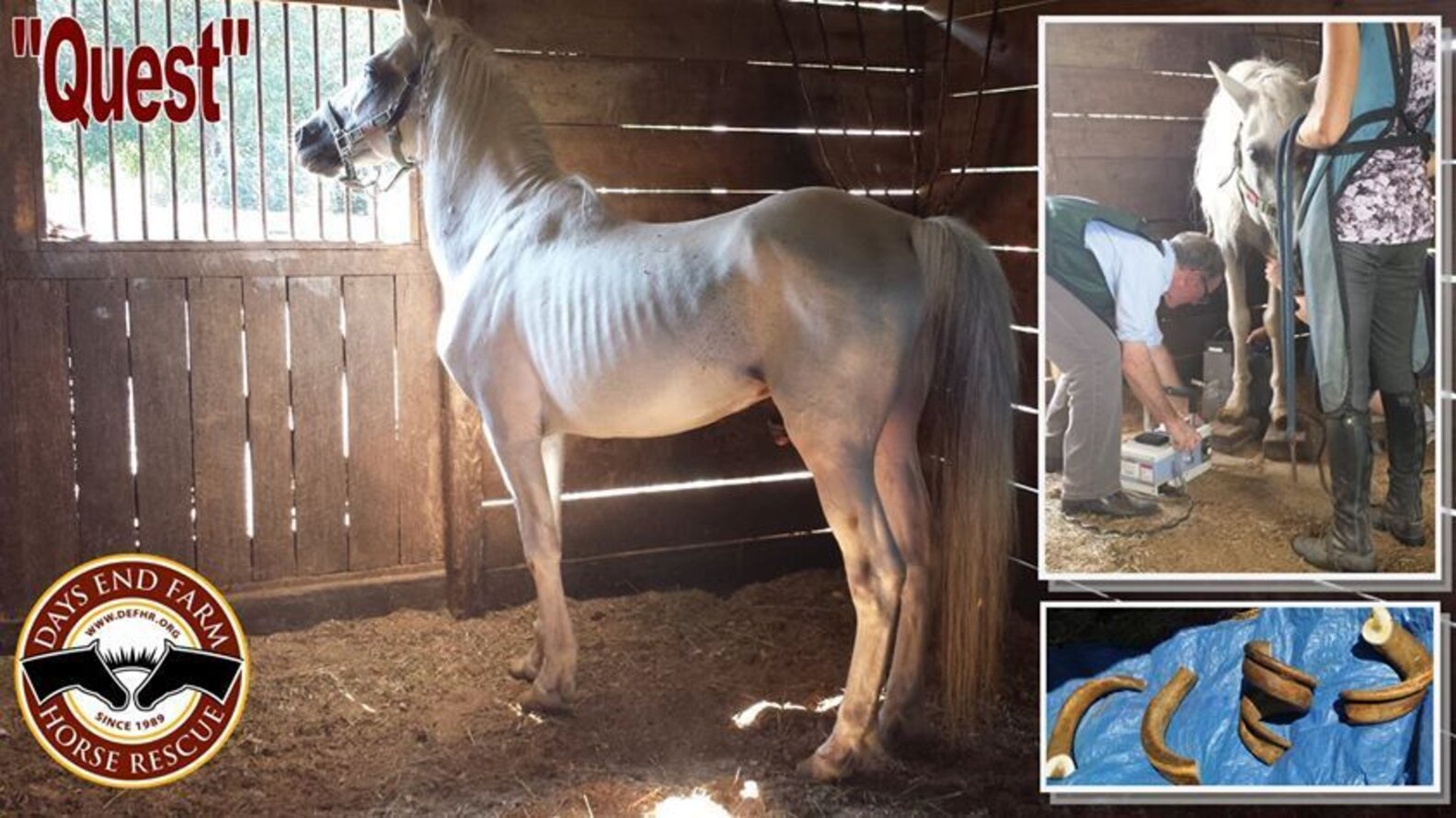 Horses With 3-Foot-Long Hooves Freed From Hellish Farm - The Dodo