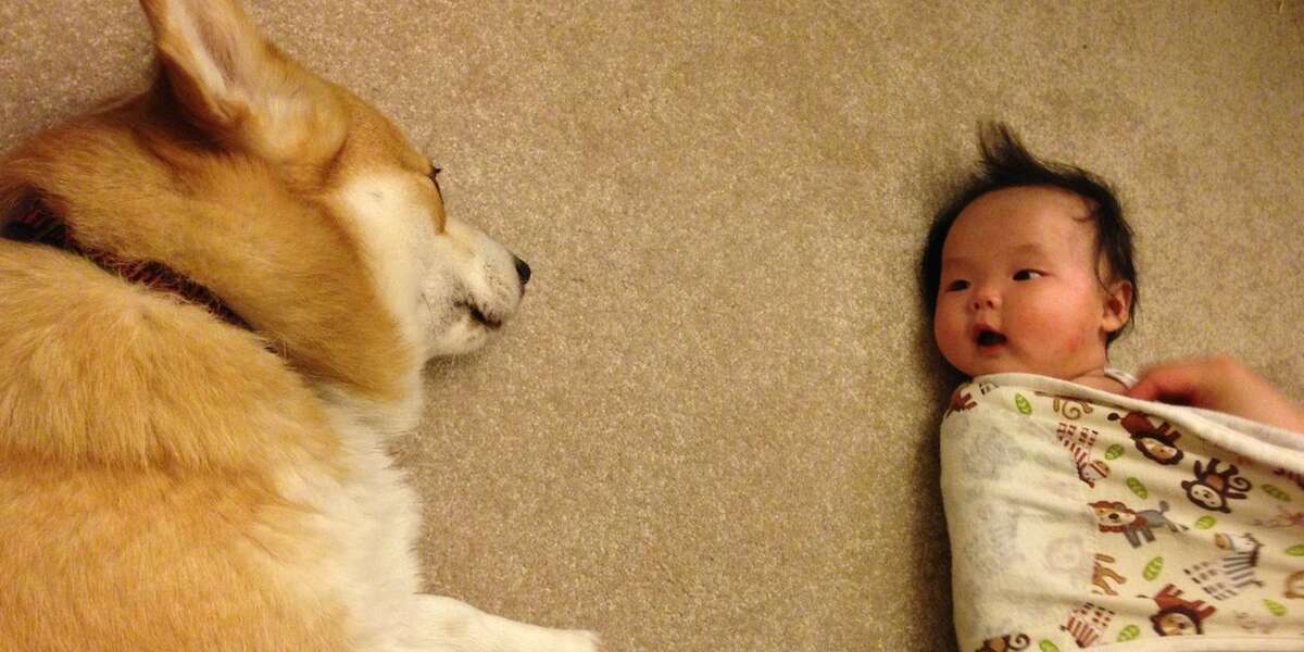 20 Dogs Who Are Totally Watching Out For Their Human Babies - The Dodo
