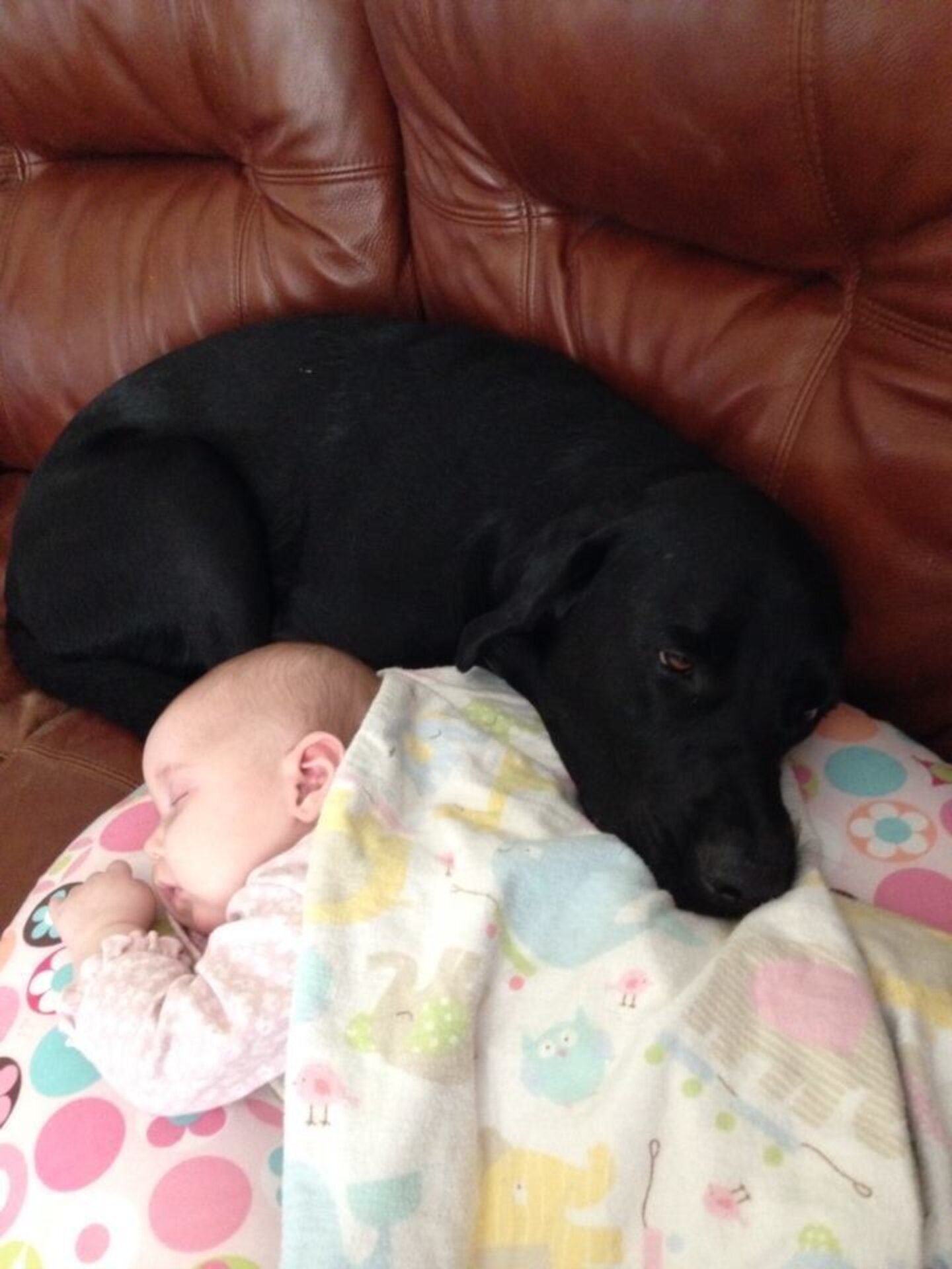 20 Dogs Who Are Totally Watching Out For Their Human Babies - The Dodo