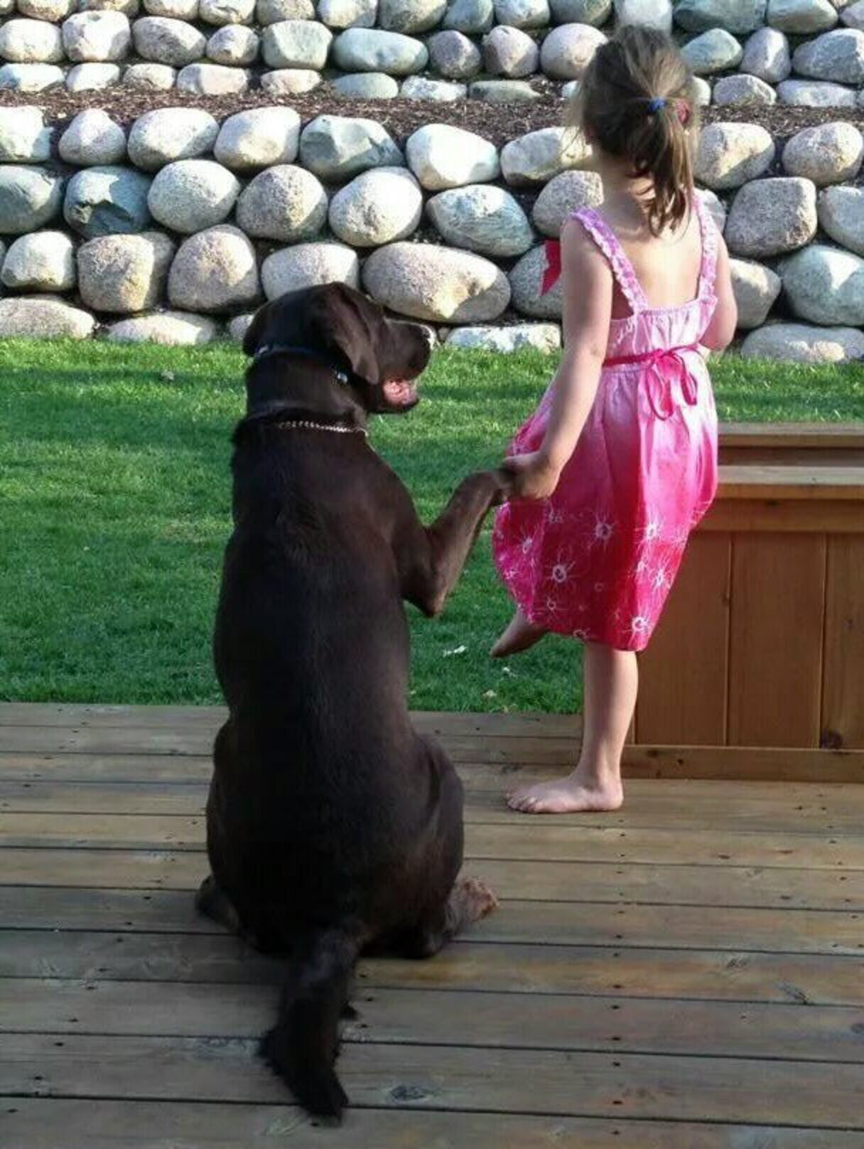 20 Dogs Who Are Totally Watching Out For Their Human Babies - The Dodo
