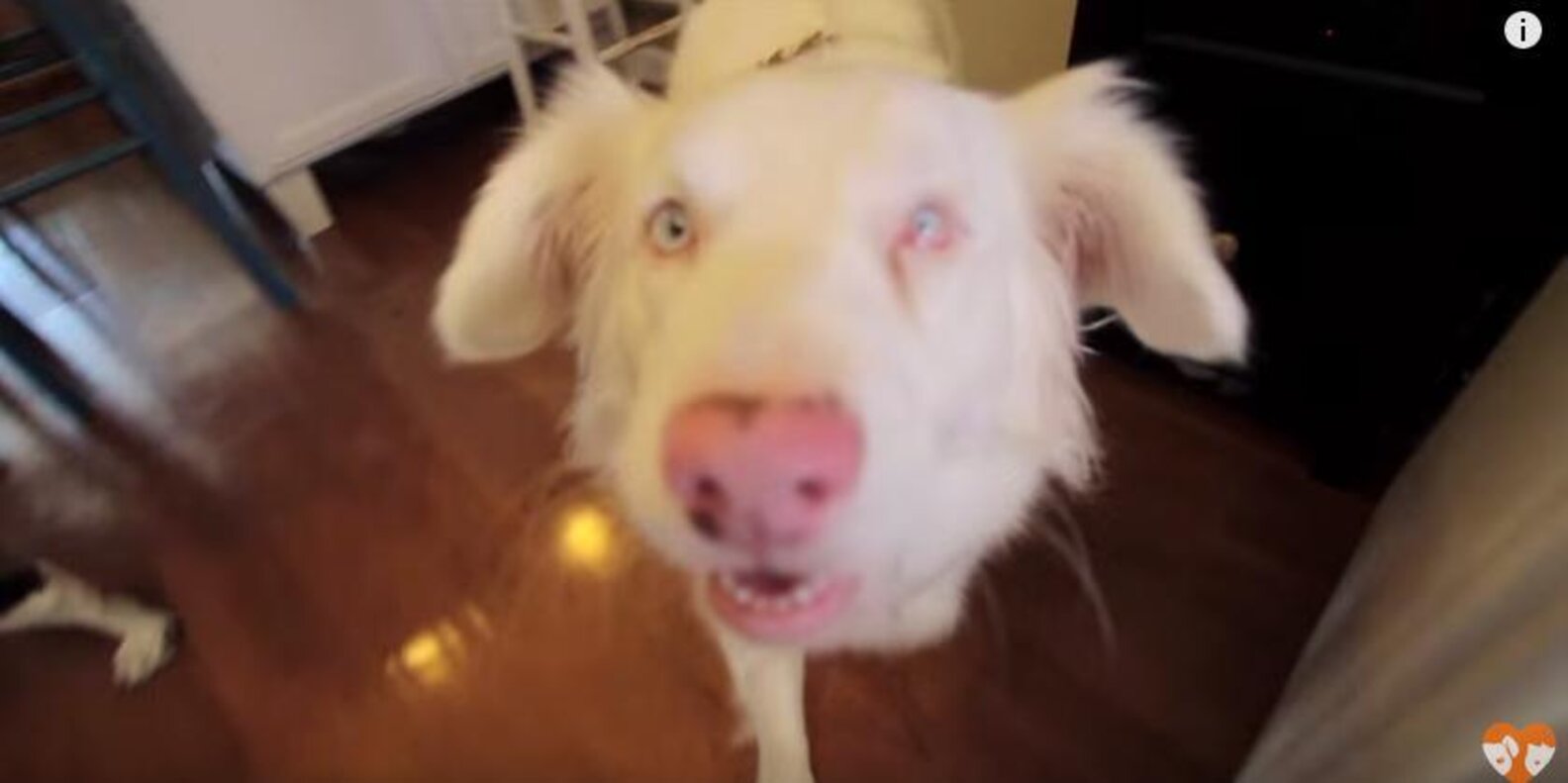 What Happens To Dogs When Breeding Goes Wrong - The Dodo