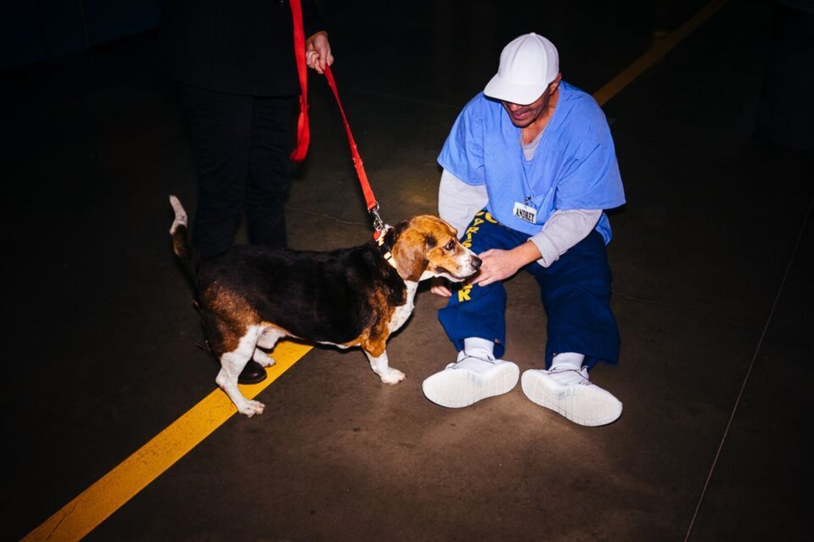 Beagle Dumped At City Shelter For Being Too Old And Fat - The Dodo