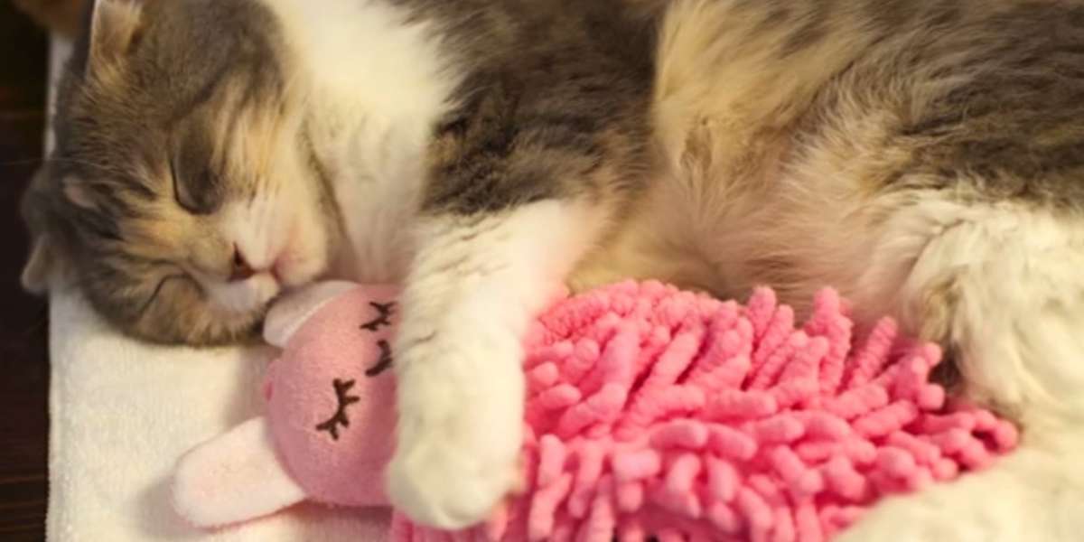 Cat Demonstrates The Proper Way To Nap With Your Stuffed Animal - The Dodo