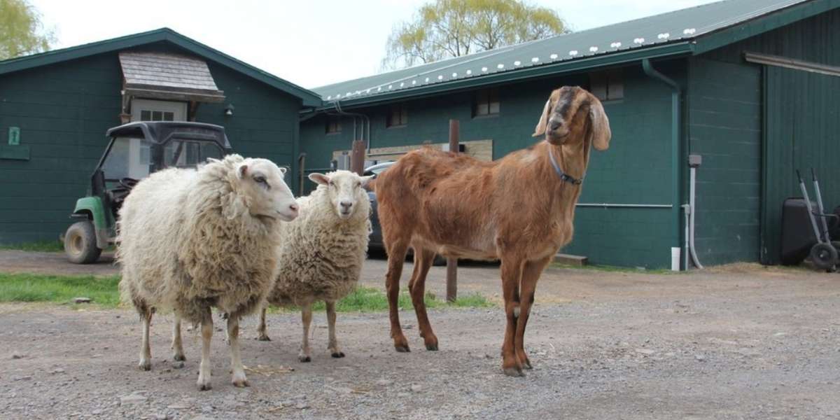 For The Love Of Animals: Mother's Day at Catskill Animal Sanctuary ...