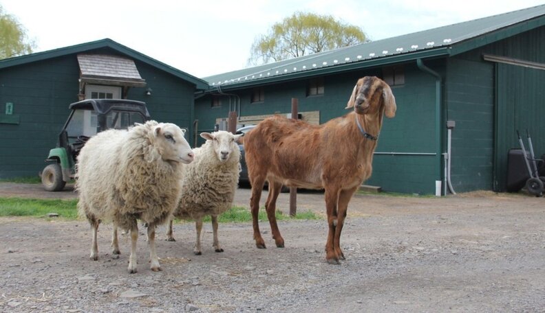 For The Love Of Animals: Mother's Day at Catskill Animal Sanctuary ...
