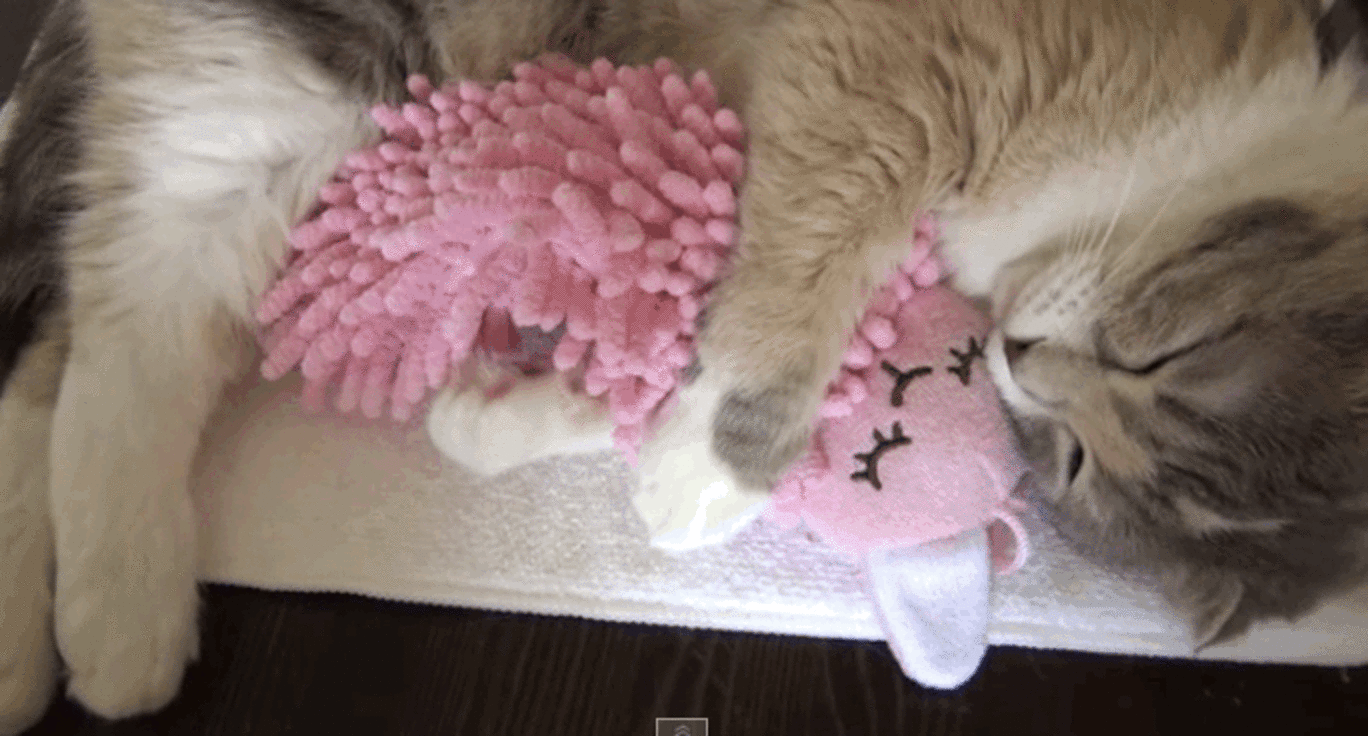 Cat Demonstrates The Proper Way To Nap With Your Stuffed Animal - The Dodo