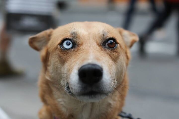 What Determines A Dogs Eye Color