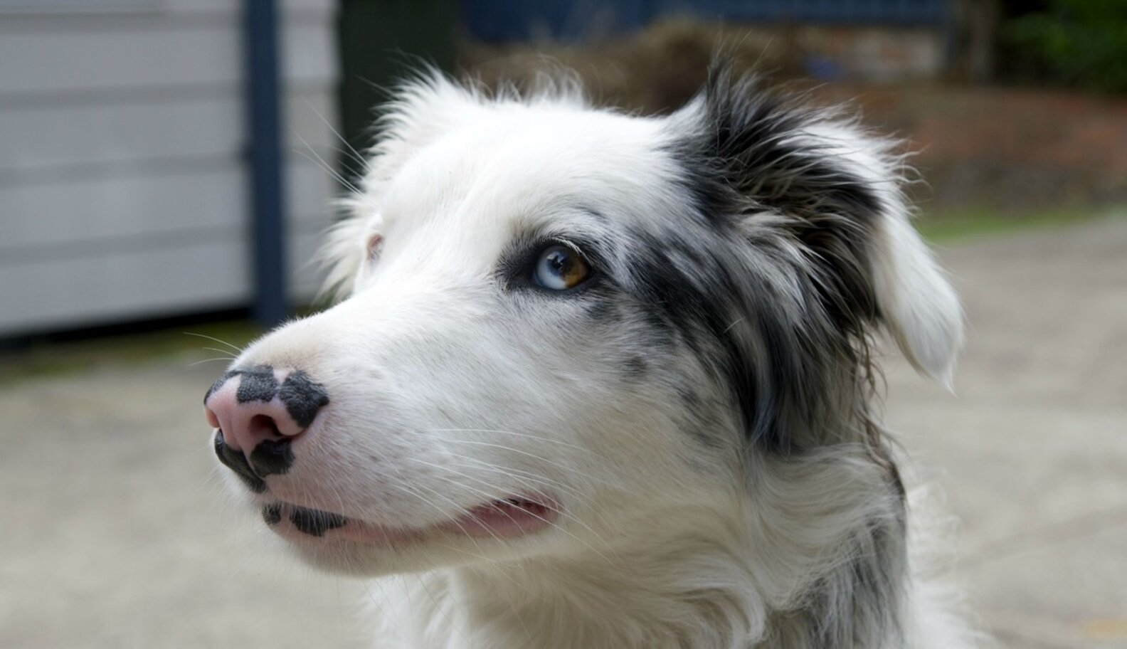 26 Striking Photos Of Dogs And Cats With Different Colored Eyes - The Dodo