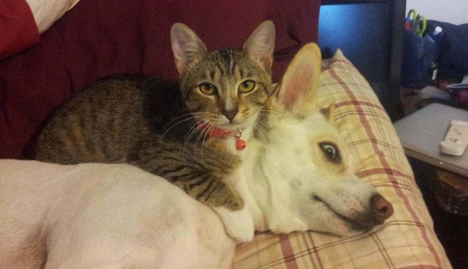 12 Cats Who Are Terrorizing The Dog ... Again - The Dodo