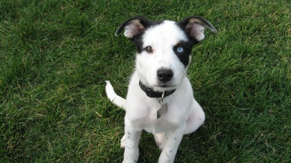 26 Striking Photos Of Dogs And Cats With Different Colored Eyes - The Dodo