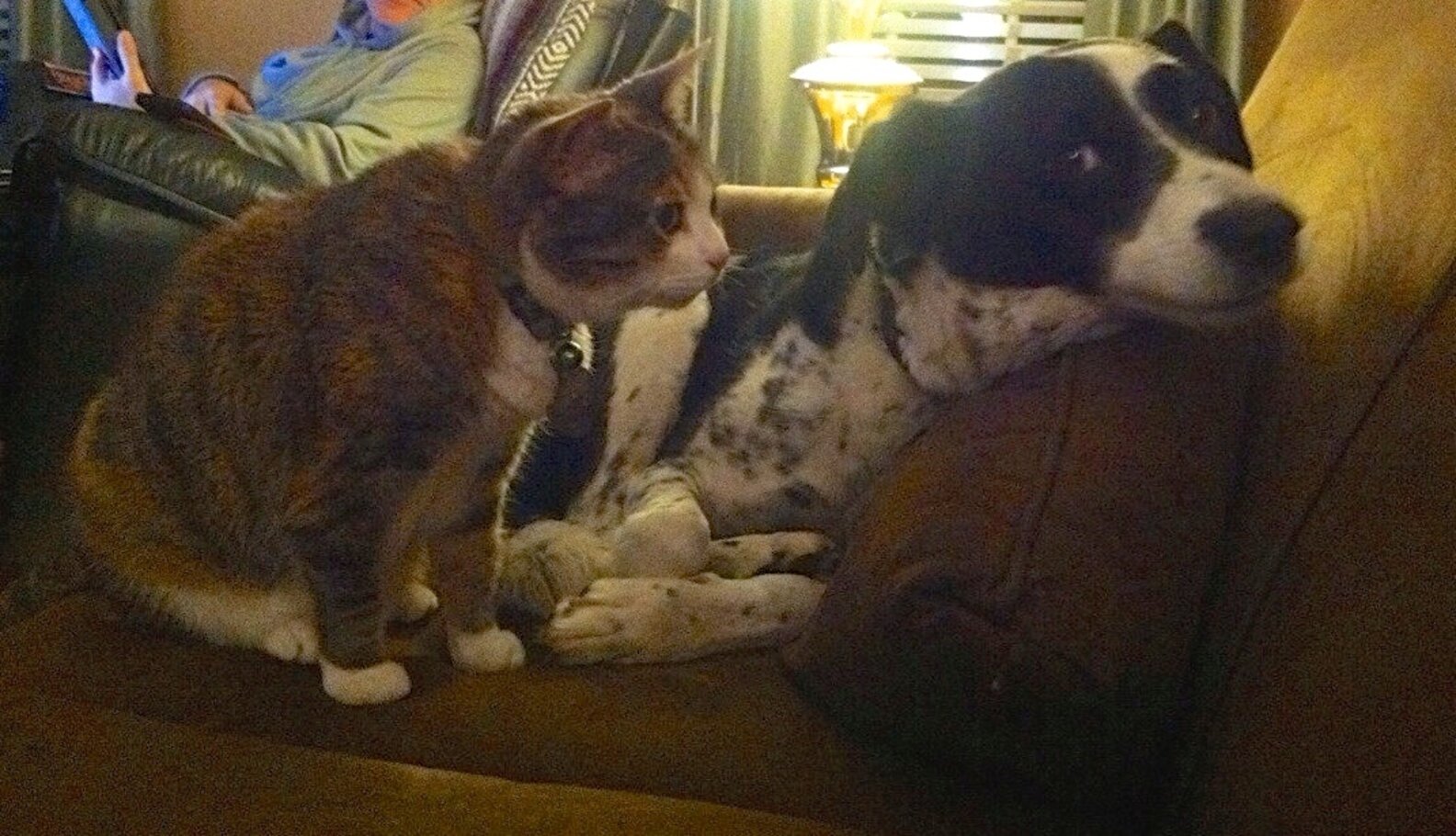 12 Cats Who Are Terrorizing The Dog ... Again - The Dodo