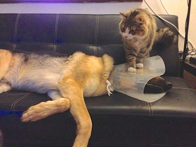 12 Cats Who Are Terrorizing The Dog ... Again - The Dodo