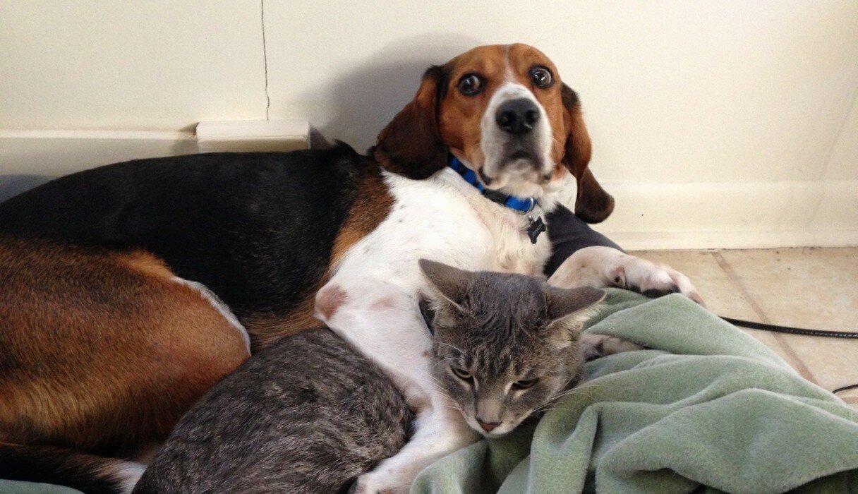12 Cats Who Are Terrorizing The Dog ... Again - The Dodo