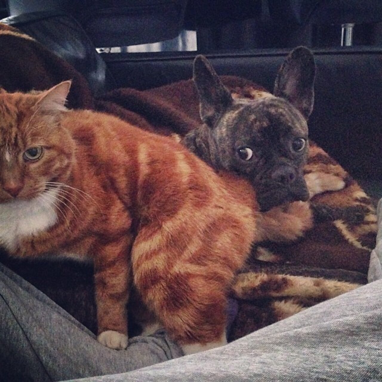 12 Cats Who Are Terrorizing The Dog ... Again - The Dodo