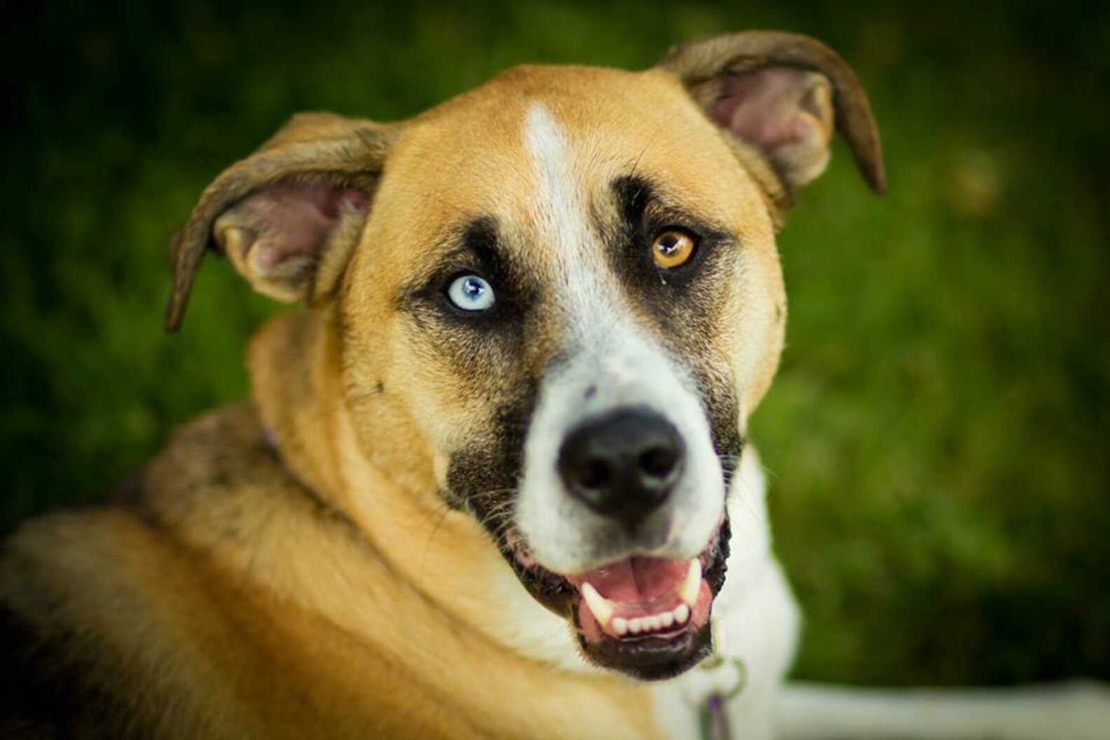 26 Striking Photos Of Dogs And Cats With Different Colored Eyes - The Dodo