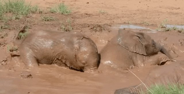Baby Elephant Playing In Mud