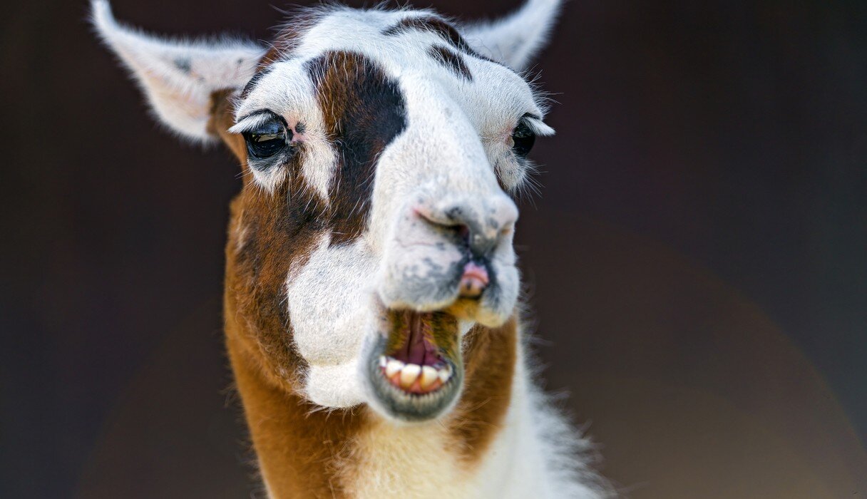15 Drama Llamas Who Need Your Attention, Like, Right Now - The Dodo