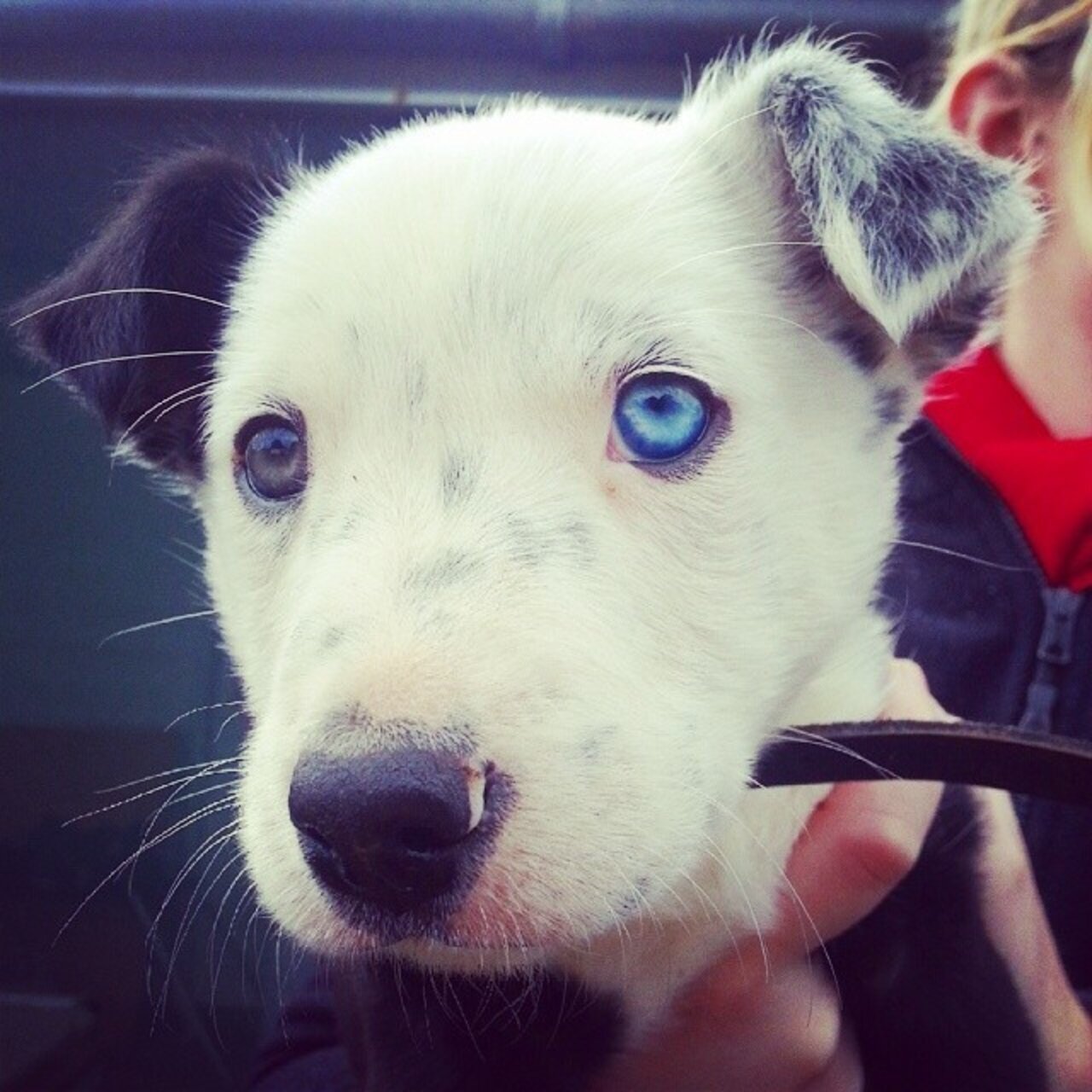 26 Striking Photos Of Dogs And Cats With Different Colored Eyes - The Dodo