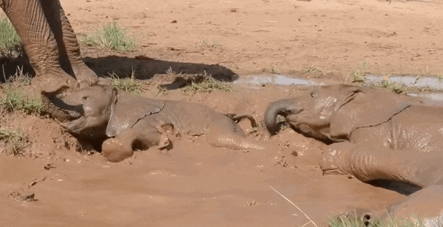 Baby Elephants Have The Best Reaction To Stumbling Into A Mud Puddle ...
