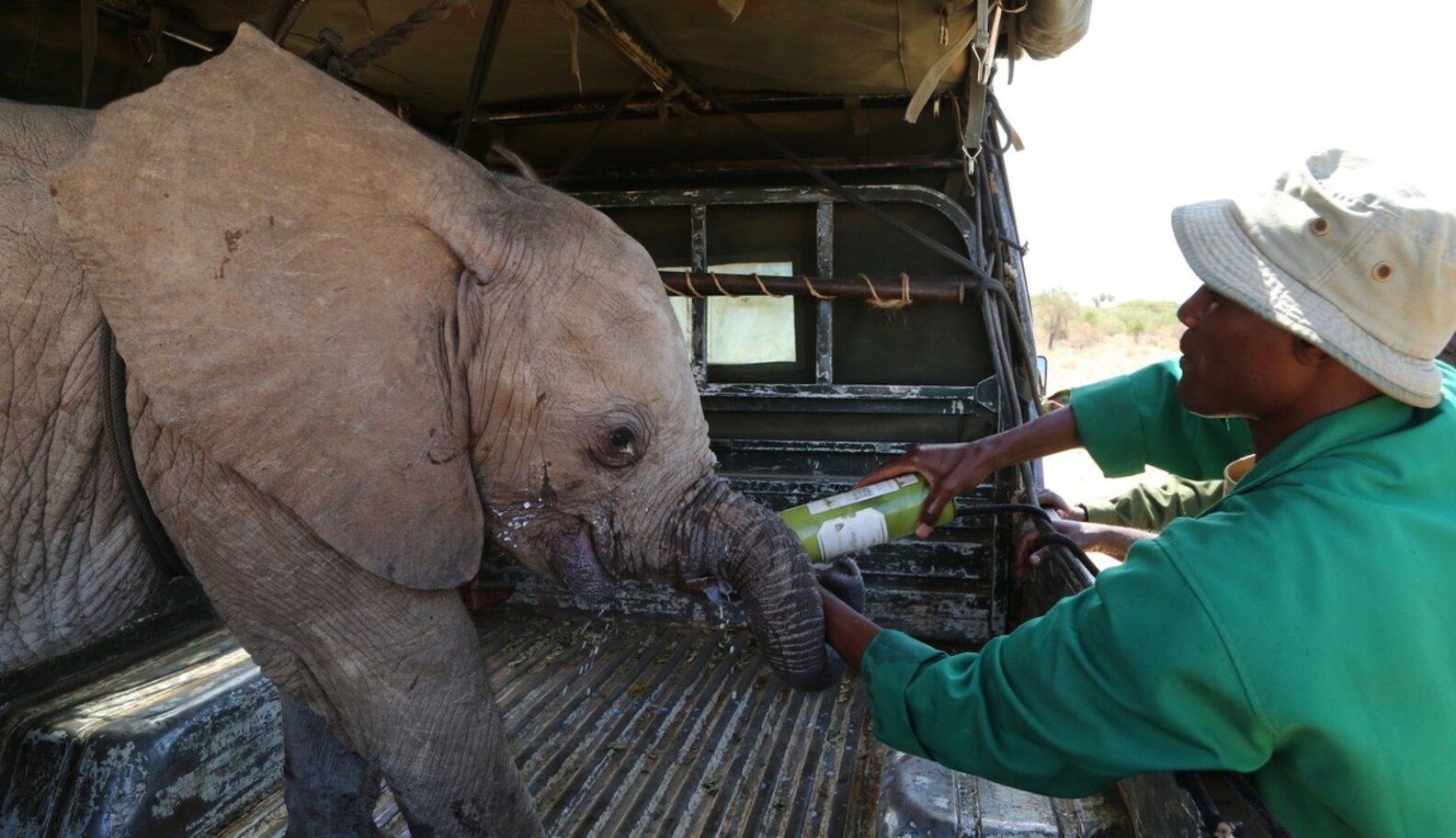 Scared Baby Elephant's Cries Saved Him From Drowning - The Dodo