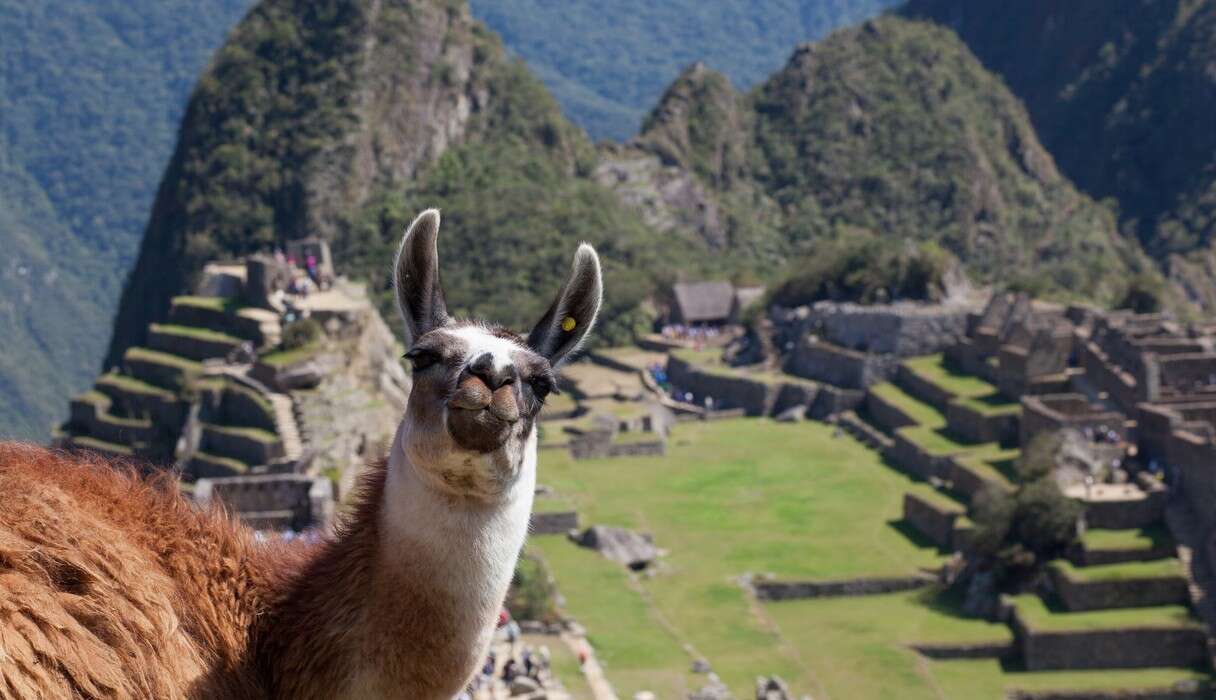 15 Drama Llamas Who Need Your Attention, Like, Right Now - The Dodo 15 Drama Llamas Who Need Your Attention, Like, Right Now - The Dodo