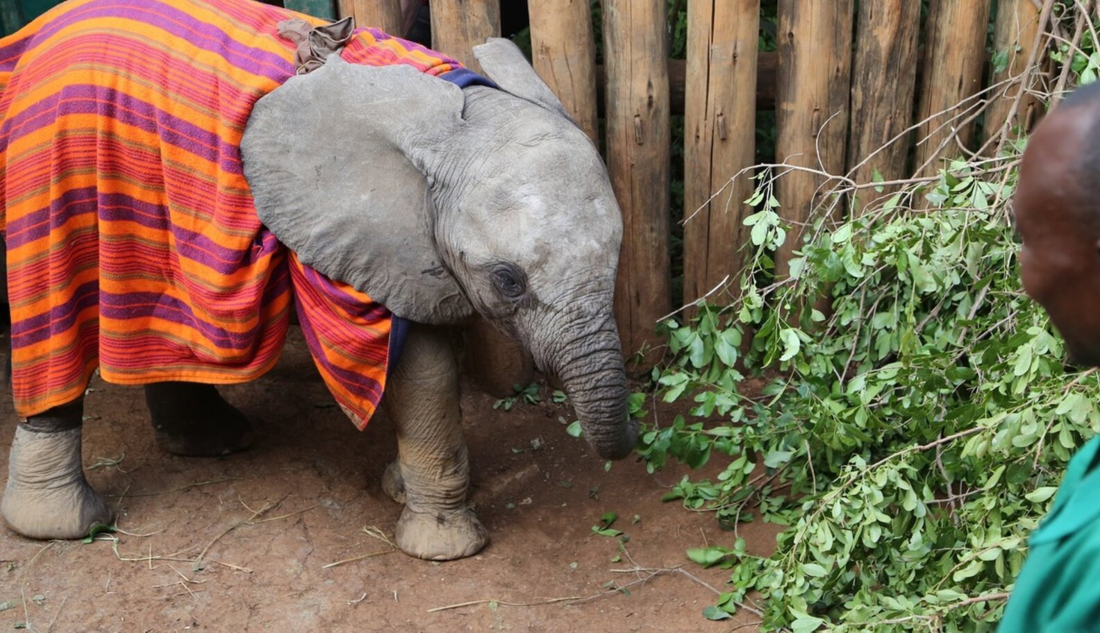 Scared Baby Elephant's Cries Saved Him From Drowning - The Dodo