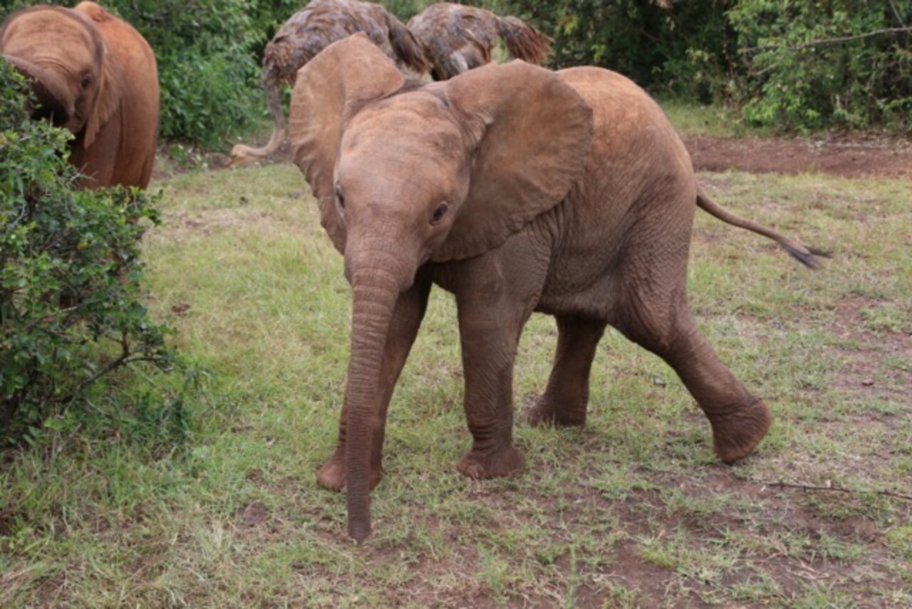 Scared Baby Elephant's Cries Saved Him From Drowning - The Dodo