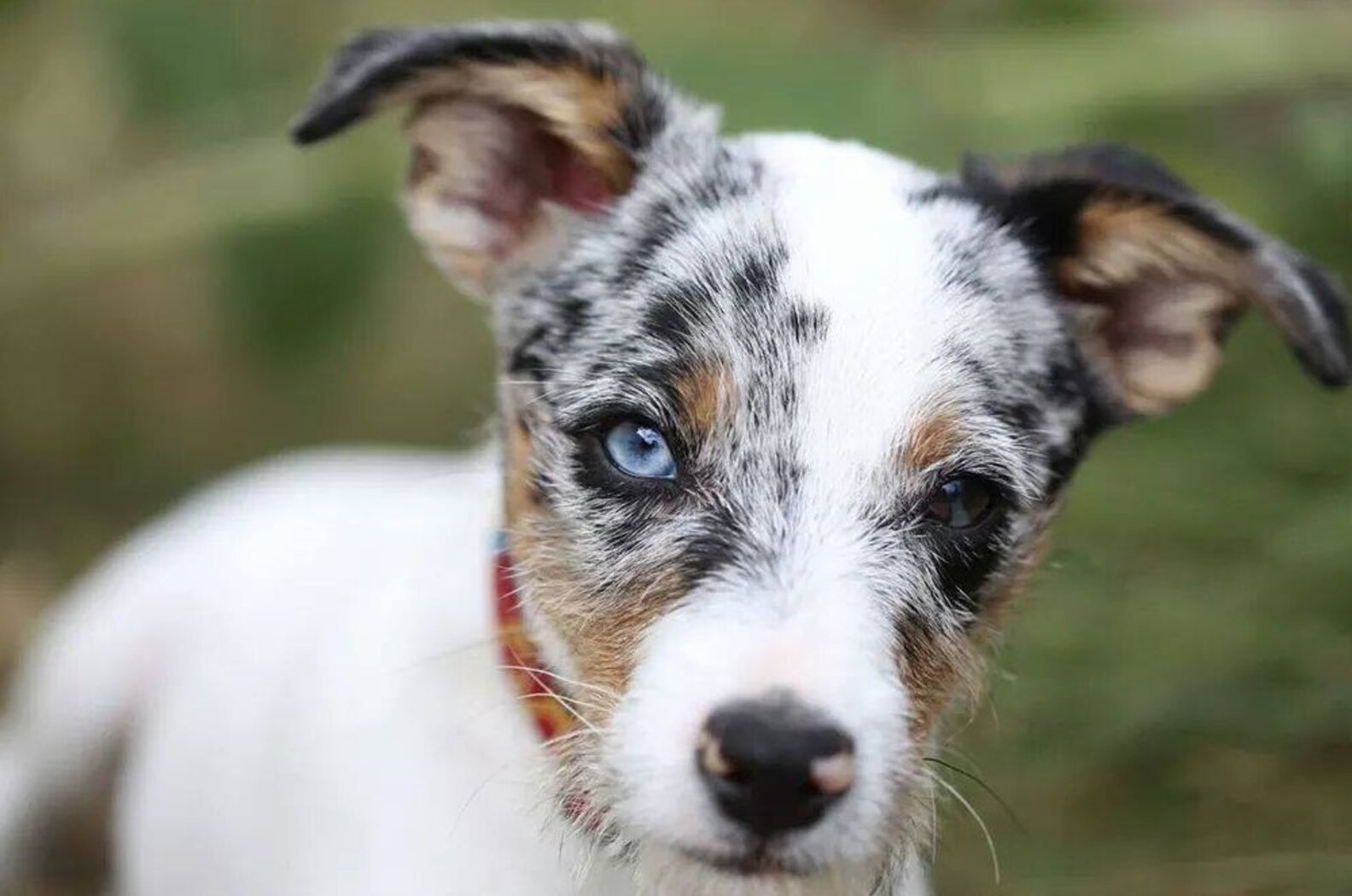 26 Striking Photos Of Dogs And Cats With Different Colored Eyes - The Dodo