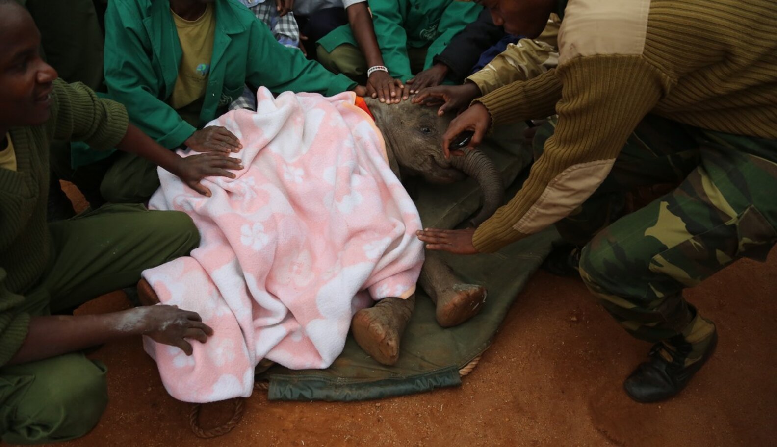 Scared Baby Elephant's Cries Saved Him From Drowning - The Dodo
