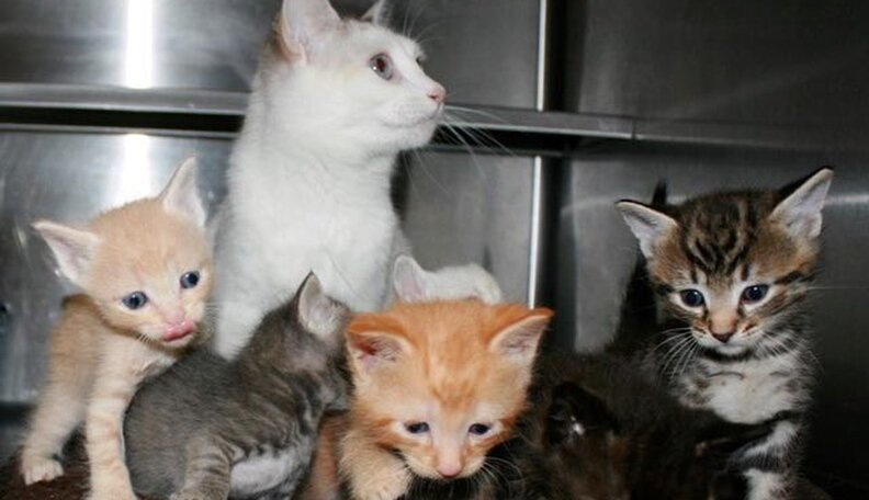 Rescue Cat Gives Birth, Then Adopts More Kittens - The Dodo