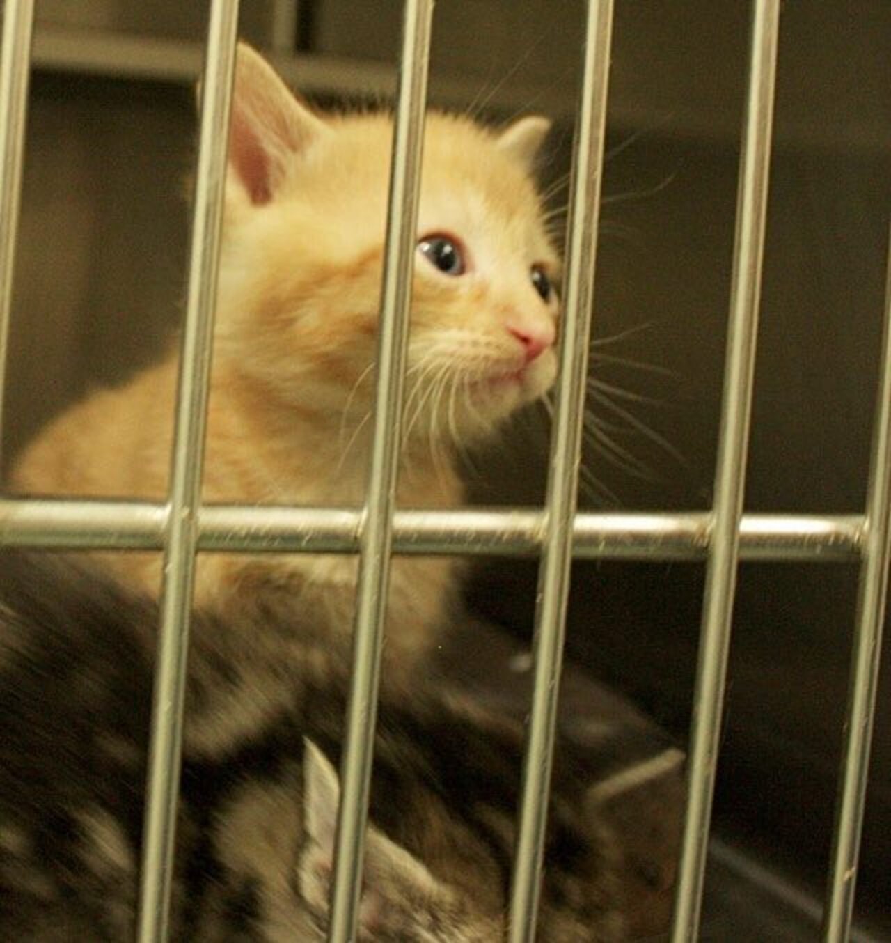 Rescue Cat Gives Birth, Then Adopts More Kittens - The Dodo