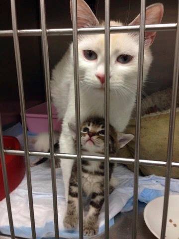 Rescue Cat Gives Birth, Then Adopts More Kittens - The Dodo