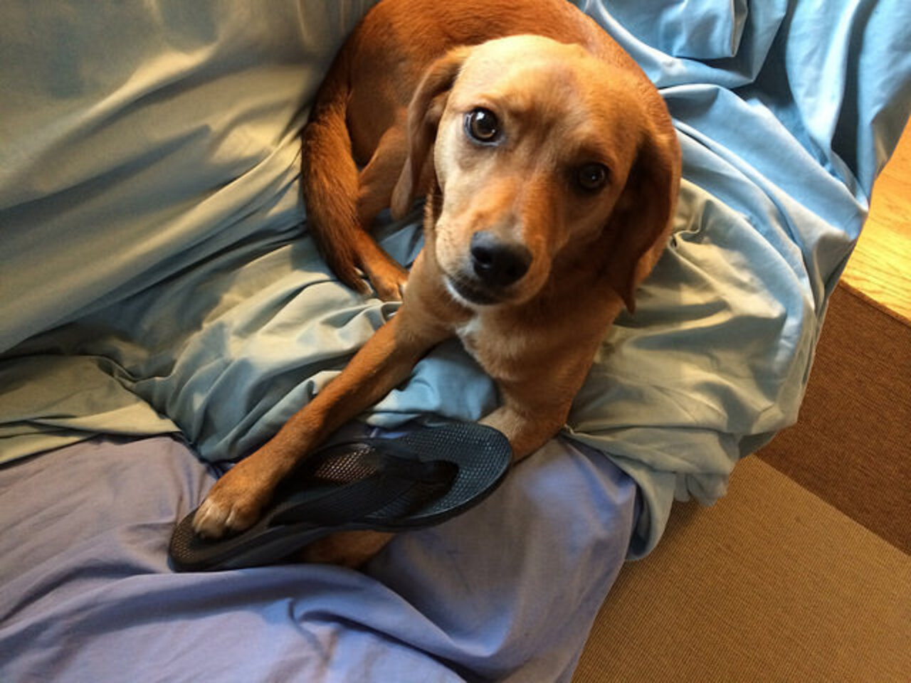 16 Pets Who Are Skeptical Of Your Flip-Flop Addiction - The Dodo