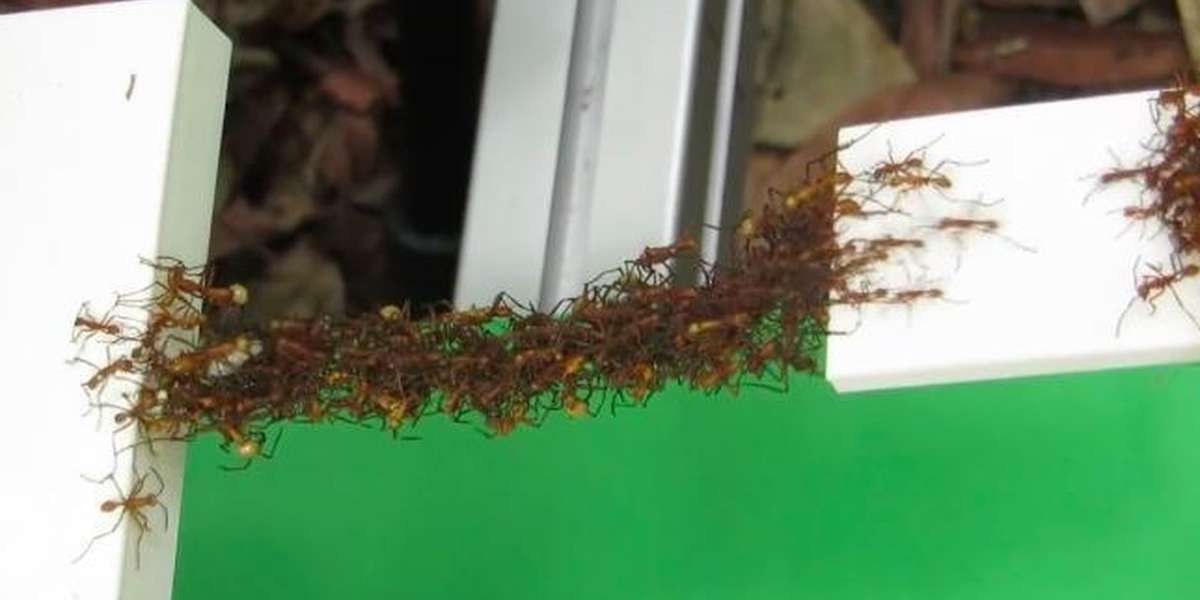 Watch Ants Use Crazy Living Bridge To Cross Gap - The Dodo
