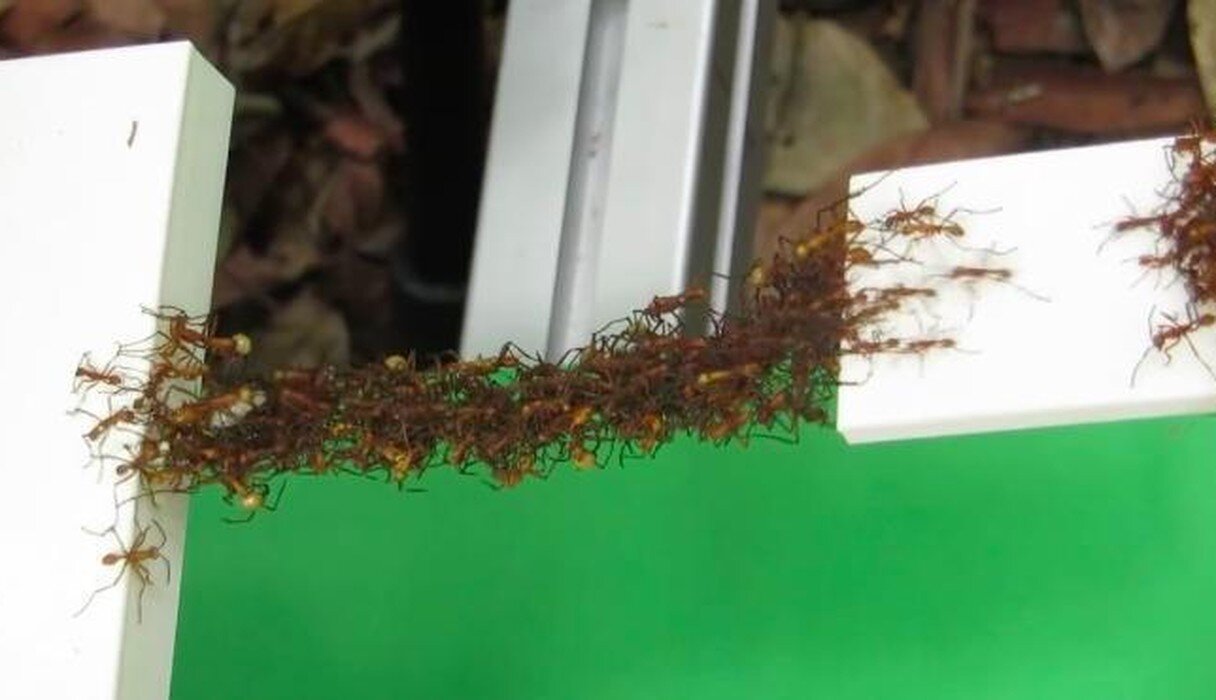 Army Ants Eating Cow
