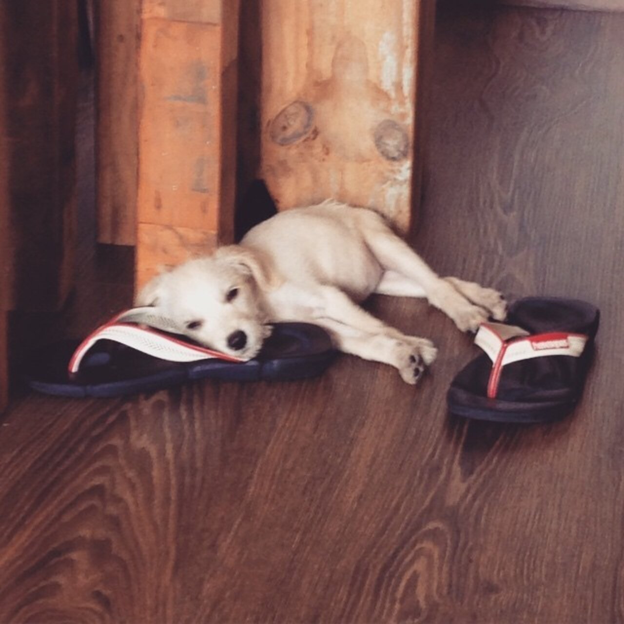 16 Pets Who Are Skeptical Of Your Flip-Flop Addiction - The Dodo